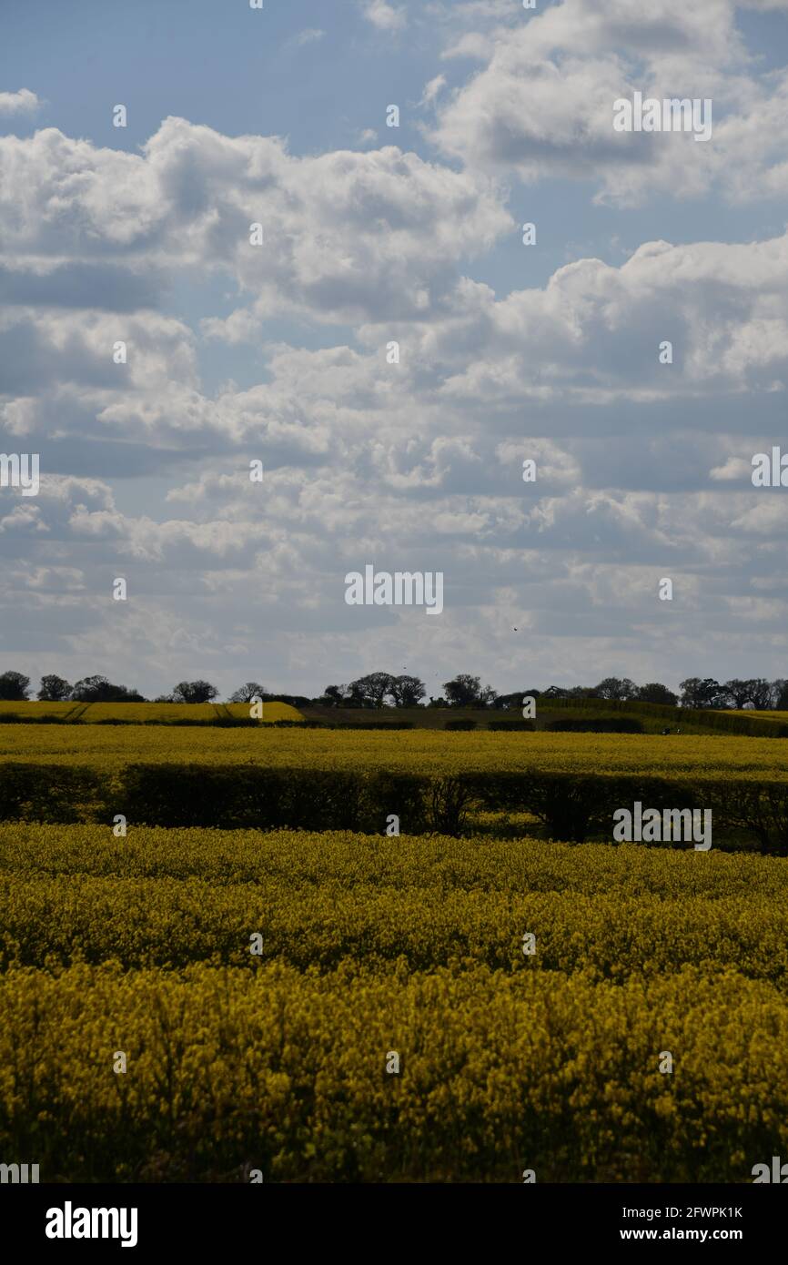 Rapessed fields hi-res stock photography and images - Alamy