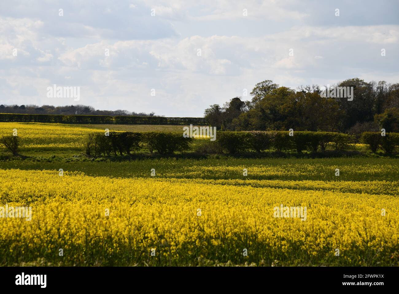 Rapessed fields hi-res stock photography and images - Alamy