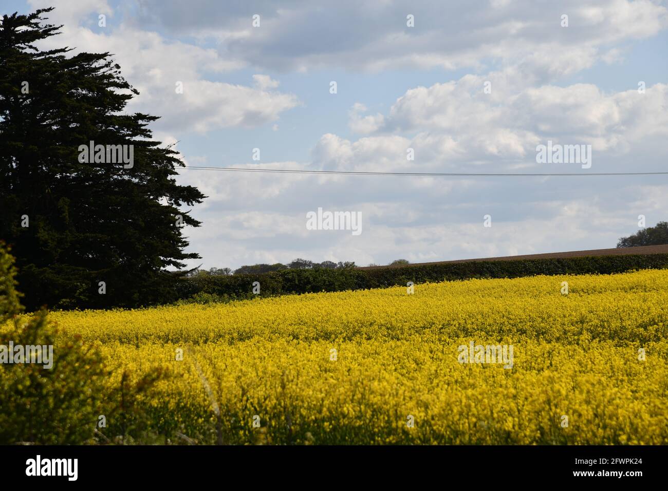 Rapessed fields hi-res stock photography and images - Alamy