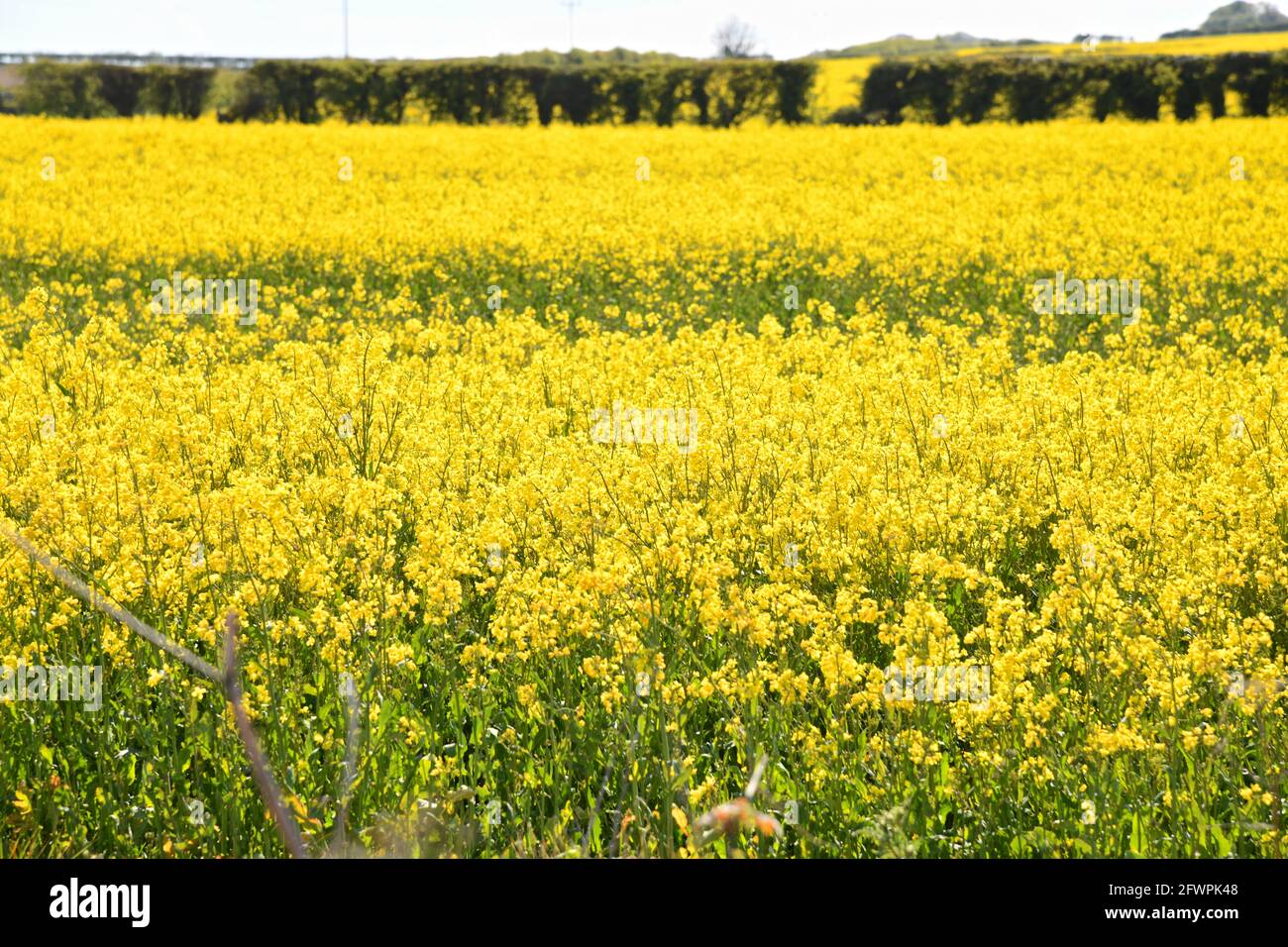 Rapessed fields hi-res stock photography and images - Alamy