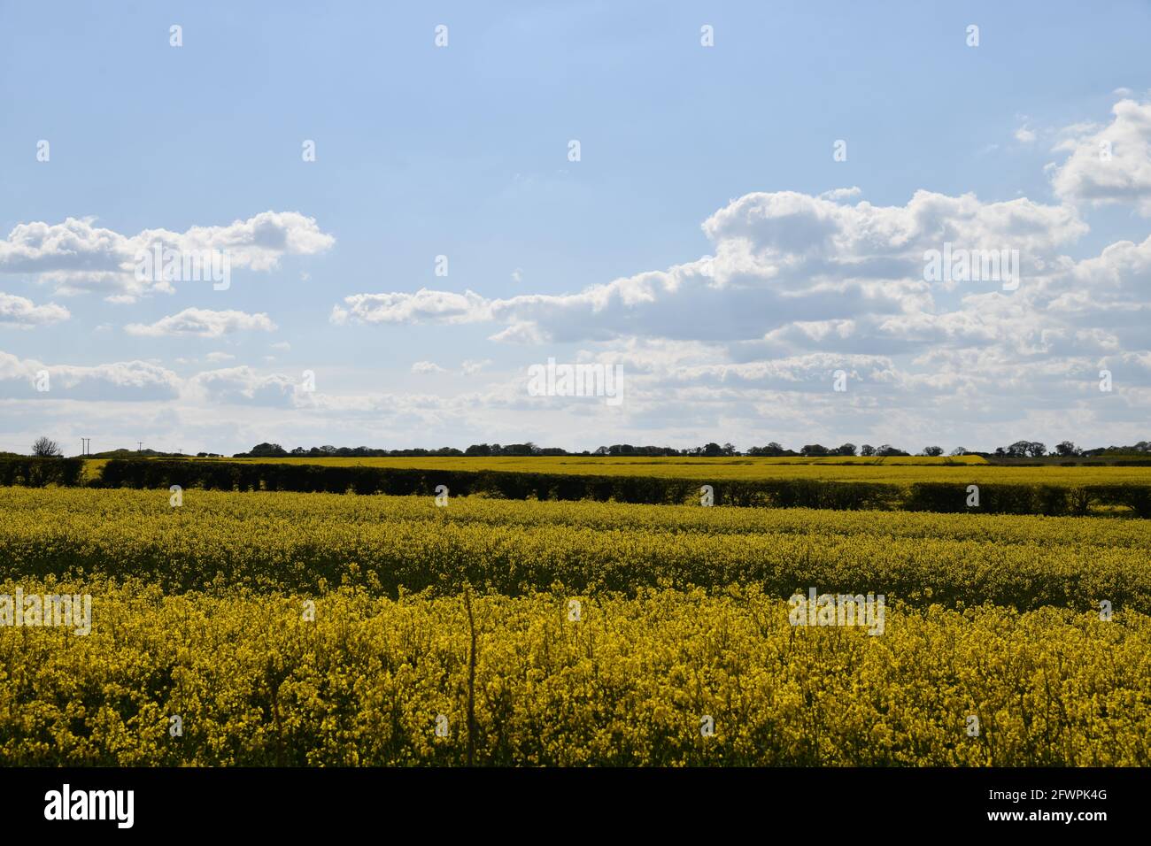 Rapeseed oil field Stock Photo - Alamy