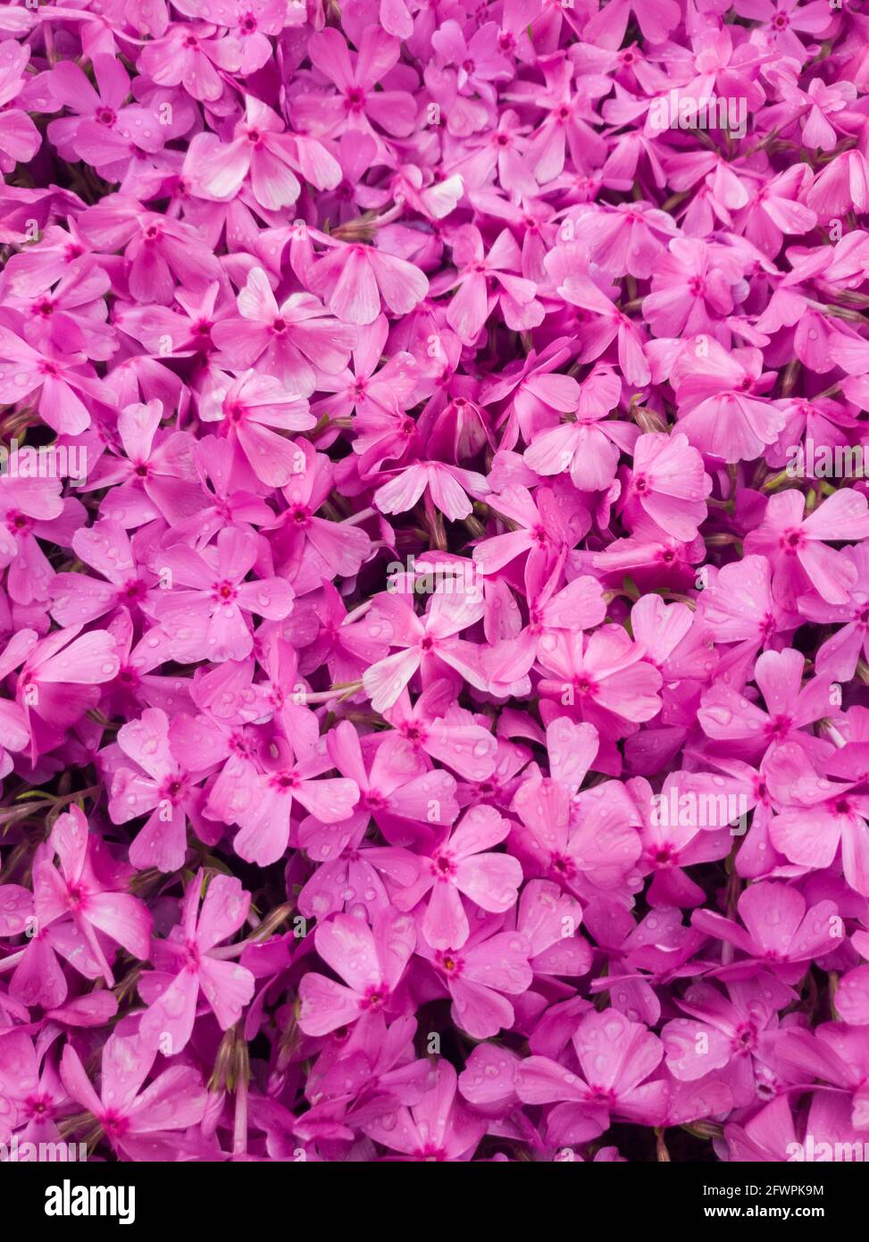 Pink Primula farinosa background, Bird's-eye Primrose flowers Stock ...