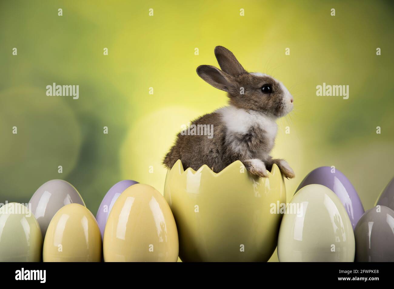 Egg,Little bunny, happy easter background Stock Photo - Alamy