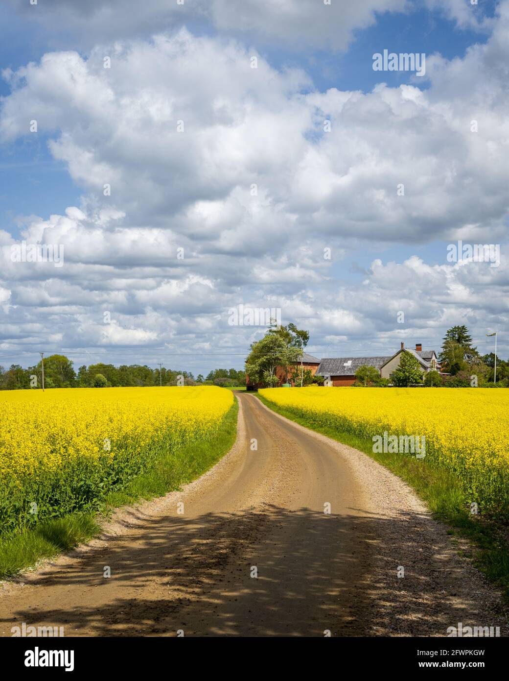 Road through canola fields hi-res stock photography and images - Alamy