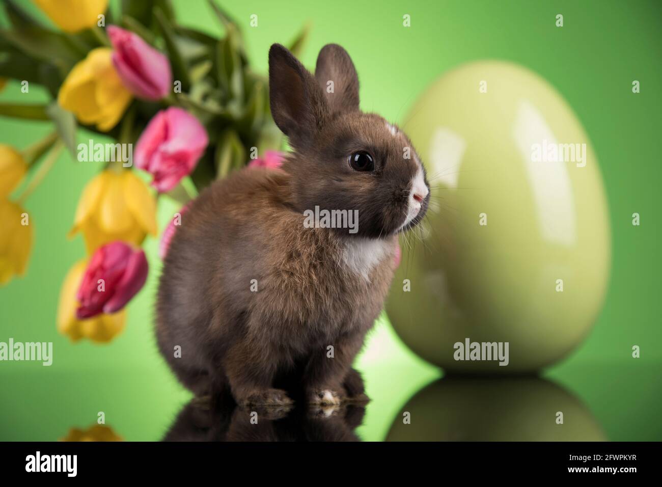 Egg,Little bunny, happy easter background Stock Photo - Alamy