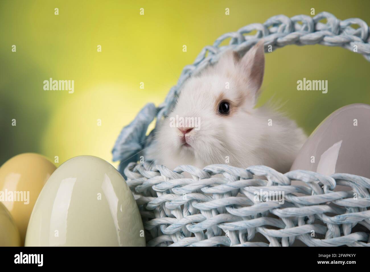 Baby bunny and egg, easter background Stock Photo - Alamy