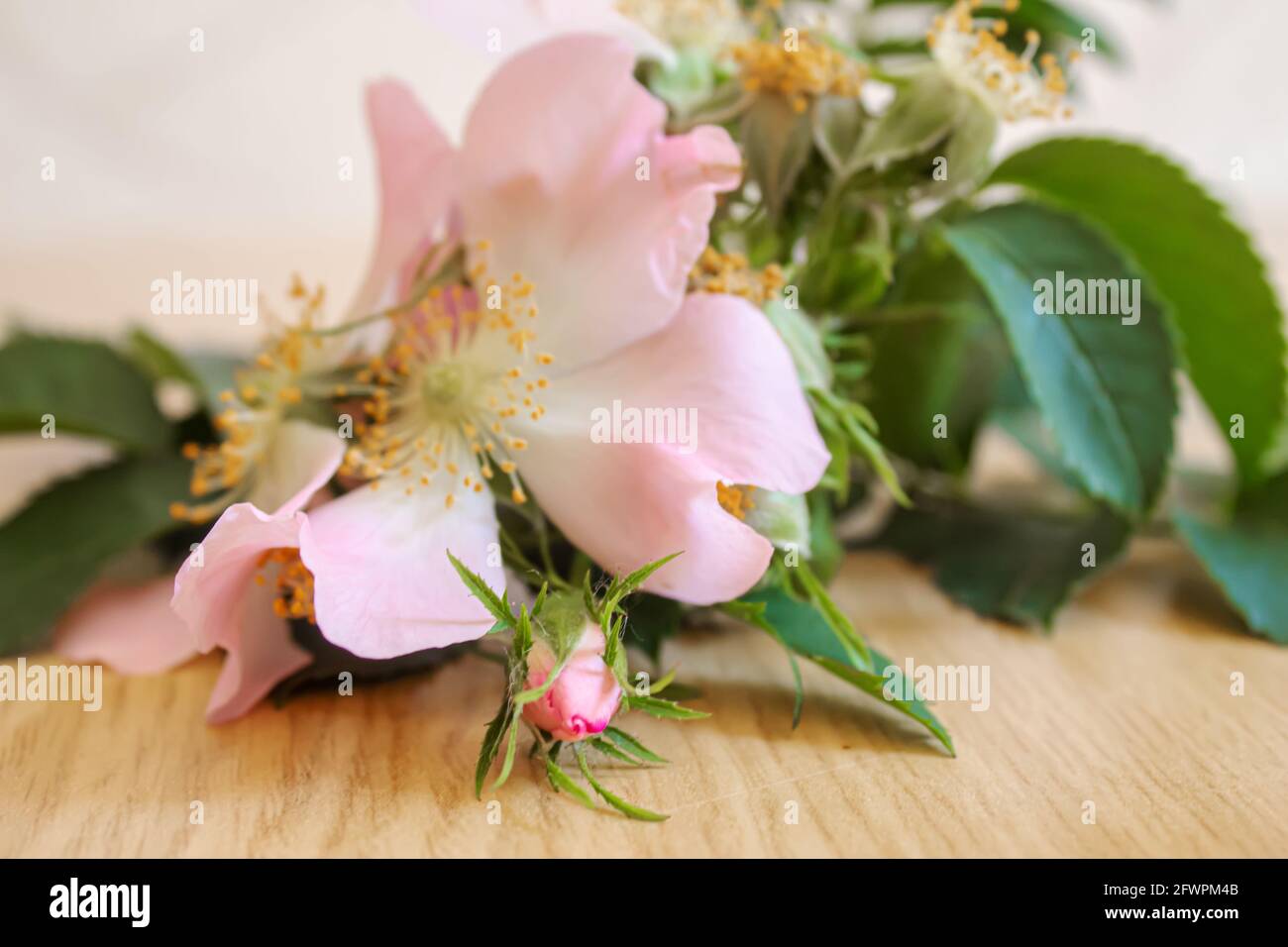 rosehip extract in bottles. Homeopathy. Selective focusnature Stock ...