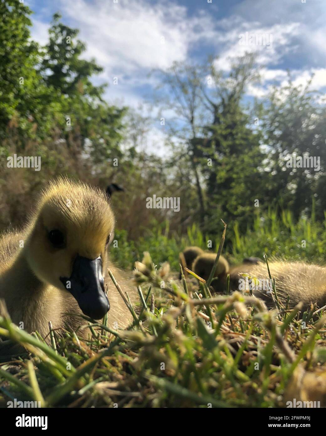 Uk goslings hi-res stock photography and images - Alamy