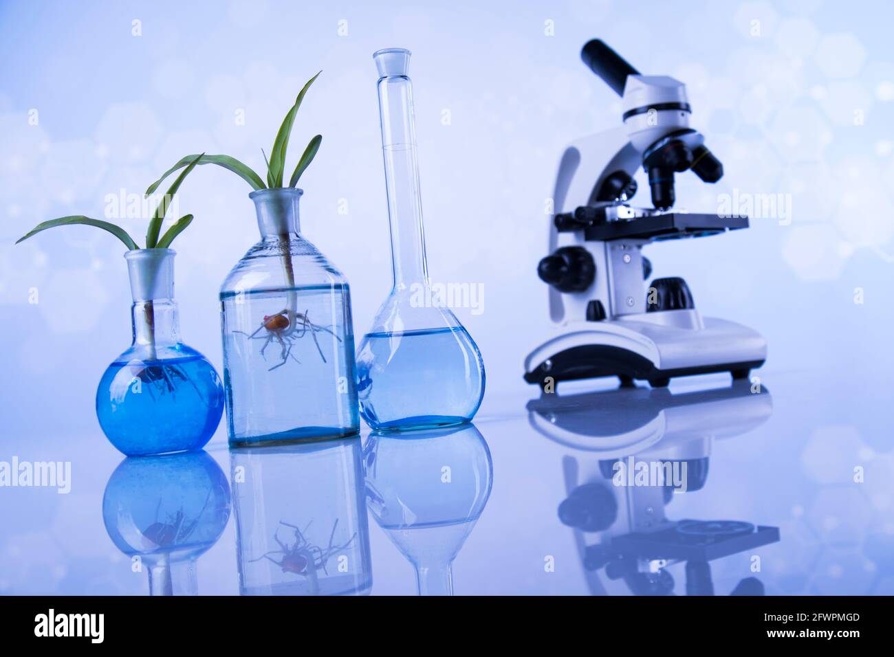 Science experiment with plant laboratory Stock Photo - Alamy