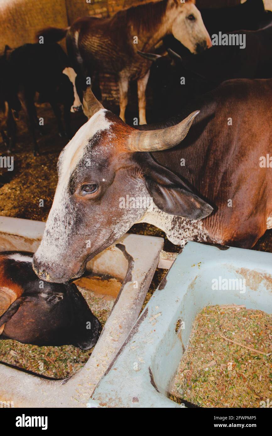 Cow herd of milk eating on confinement in countryside farm. Cows of ...