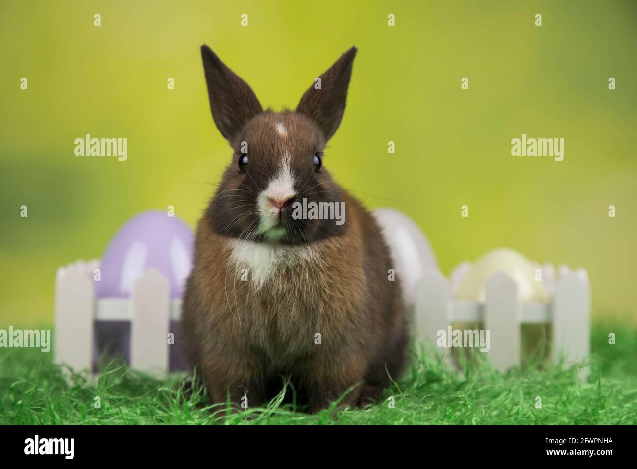 Egg,Little bunny, happy easter background Stock Photo - Alamy