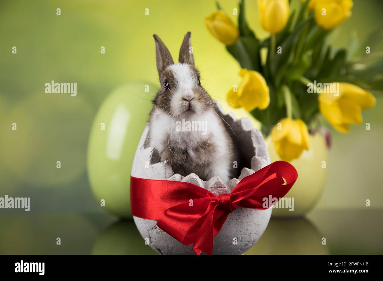 Baby bunny and egg, easter background Stock Photo - Alamy