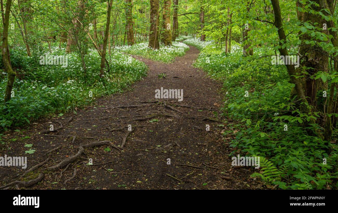 Wild garlic (allium ursinum) in spring woodland in Scotland at a ...