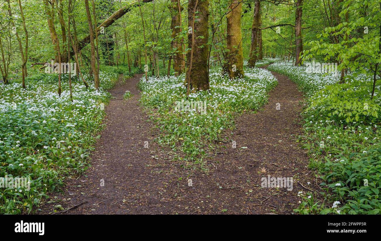 Wild garlic (allium ursinum) in spring woodland in Scotland at a ...