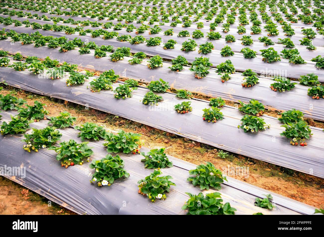 Strawberries on a strawberry plant on a strawberry plantation Stock ...