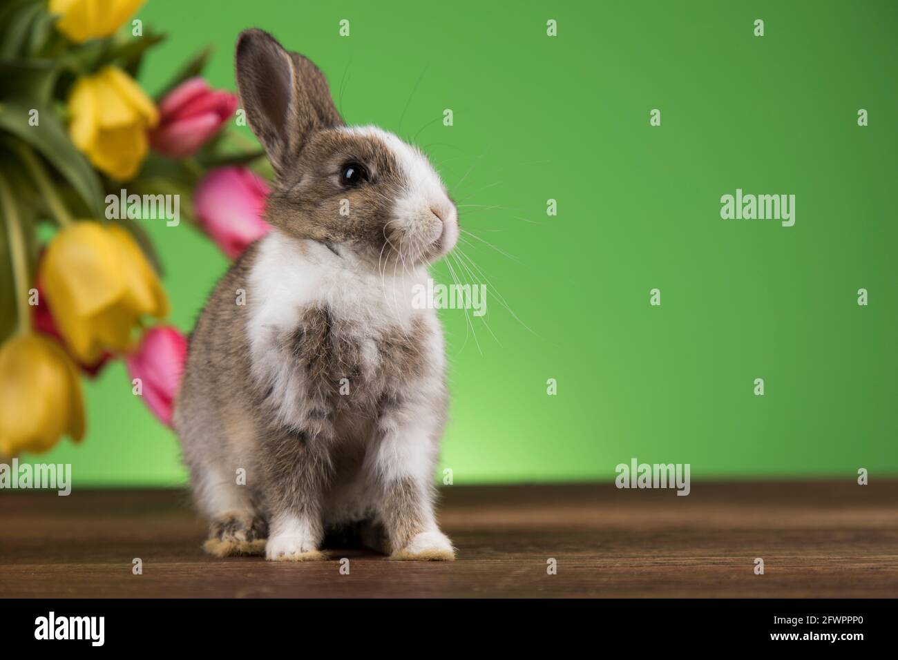 Spring baby bunny, happy easter background Stock Photo - Alamy