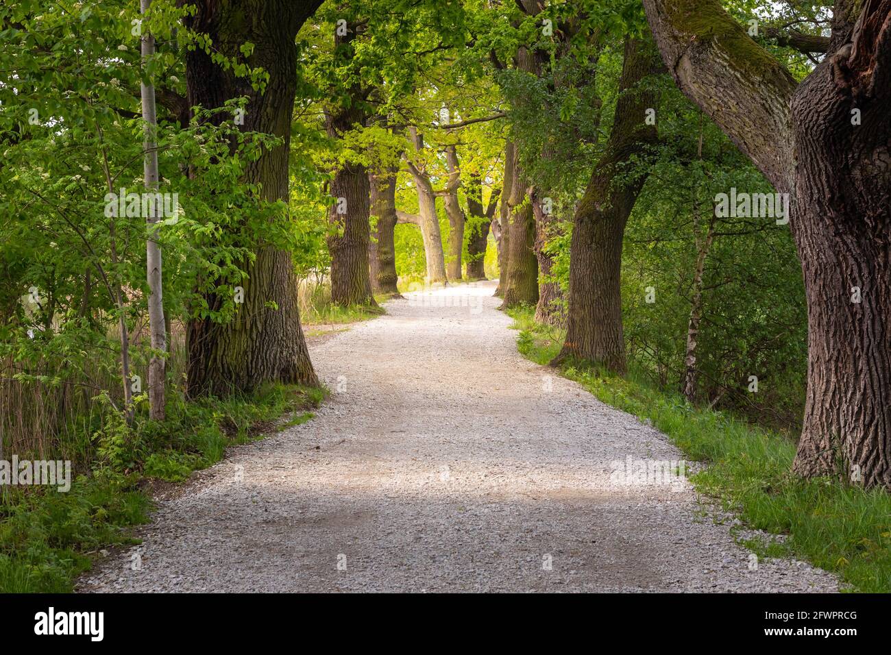 Alley with green leaves hi-res stock photography and images - Alamy