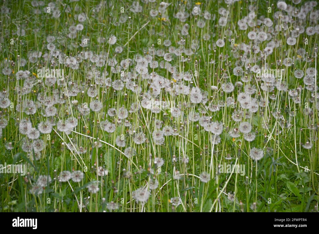 field of dandelions. dandelion background. nature concept Stock Photo ...