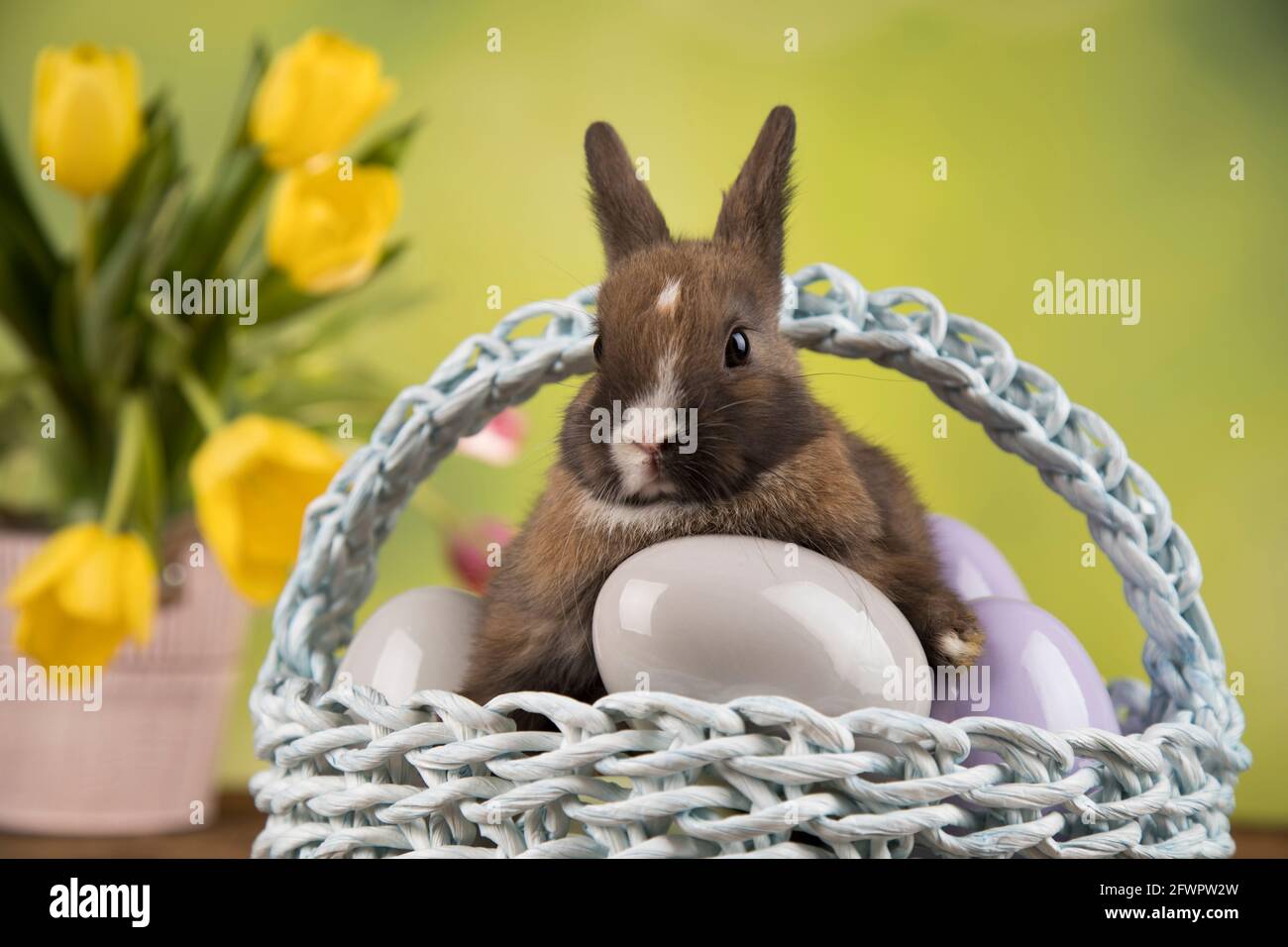 Baby rabbits in a basket Stock Photo - Alamy
