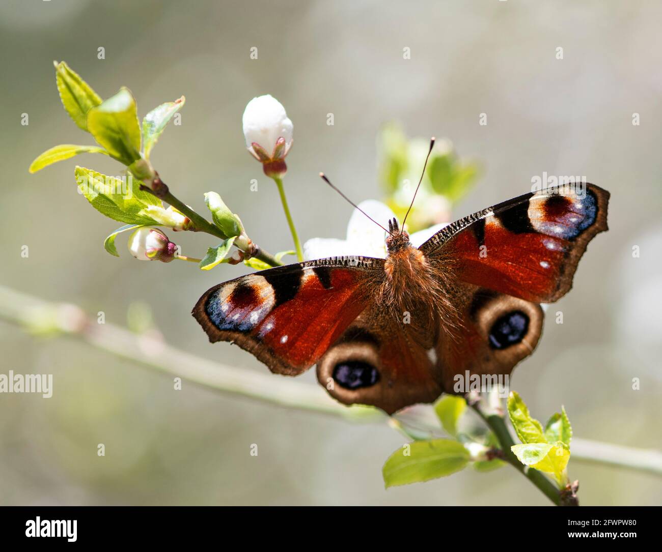 Nice butterfly isolated in spring background Stock Photo - Alamy