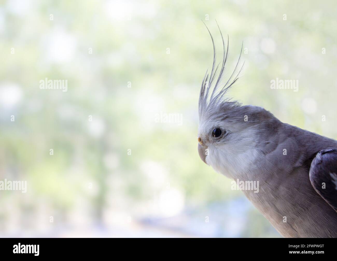 Female cockatiel hi-res stock photography and images - Alamy