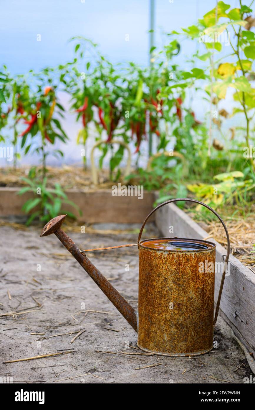 Old, rusty watering can standing inside greenhouse Stock Photo - Alamy