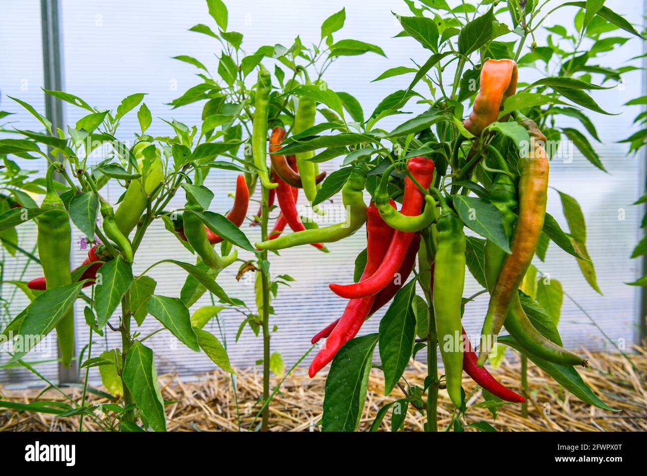 Chili peppers in the greenhouse. Homegrown organic food, chili peppers ...