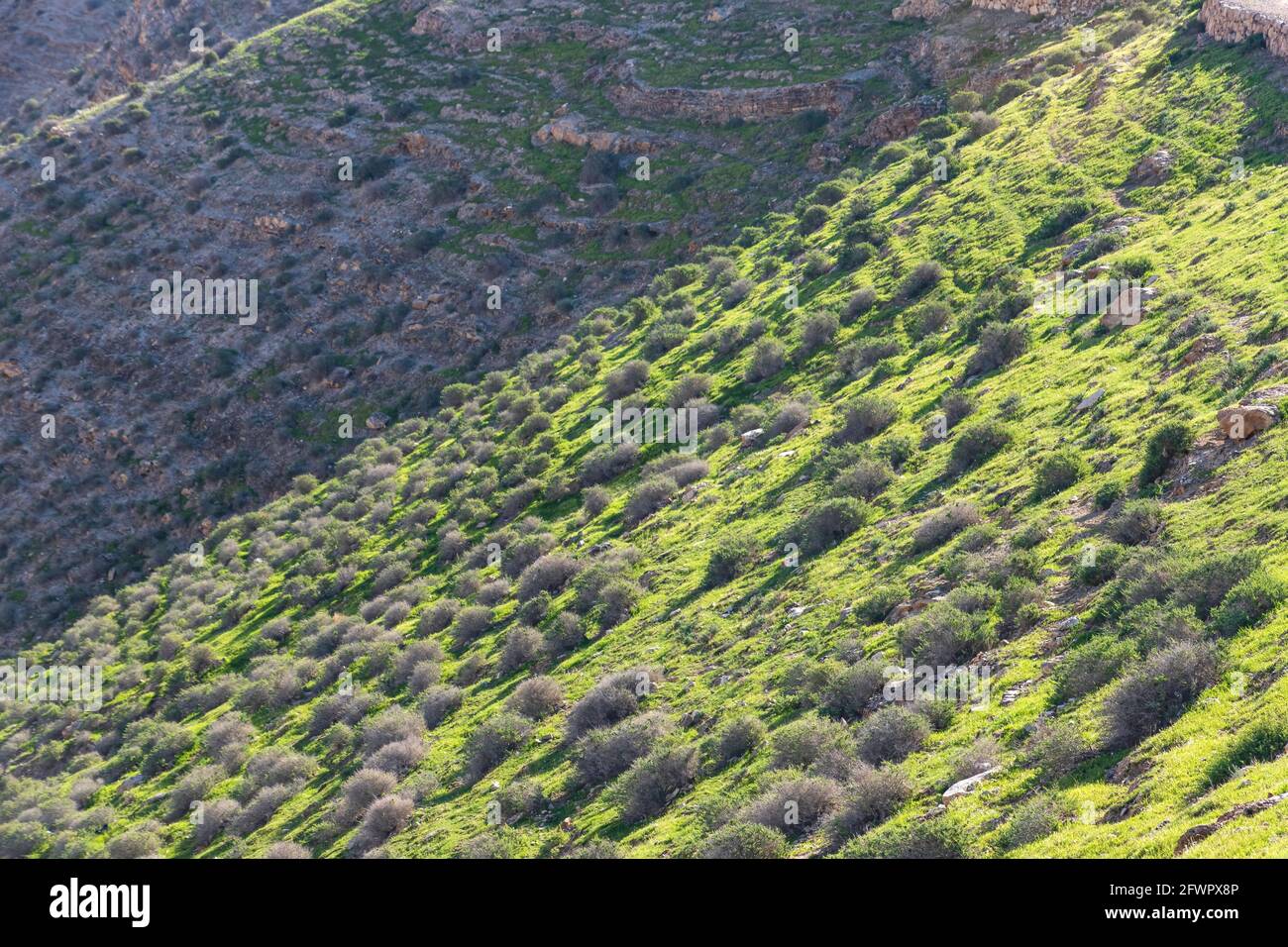 View of the slopes of the sandy mountains of the Judean Desert covered ...
