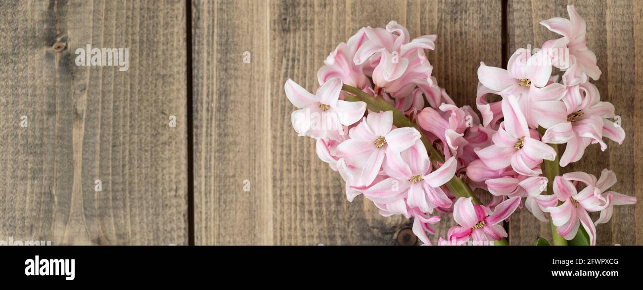 banner with pink flowers on a wooden table. pink hyacinth flowers on ...