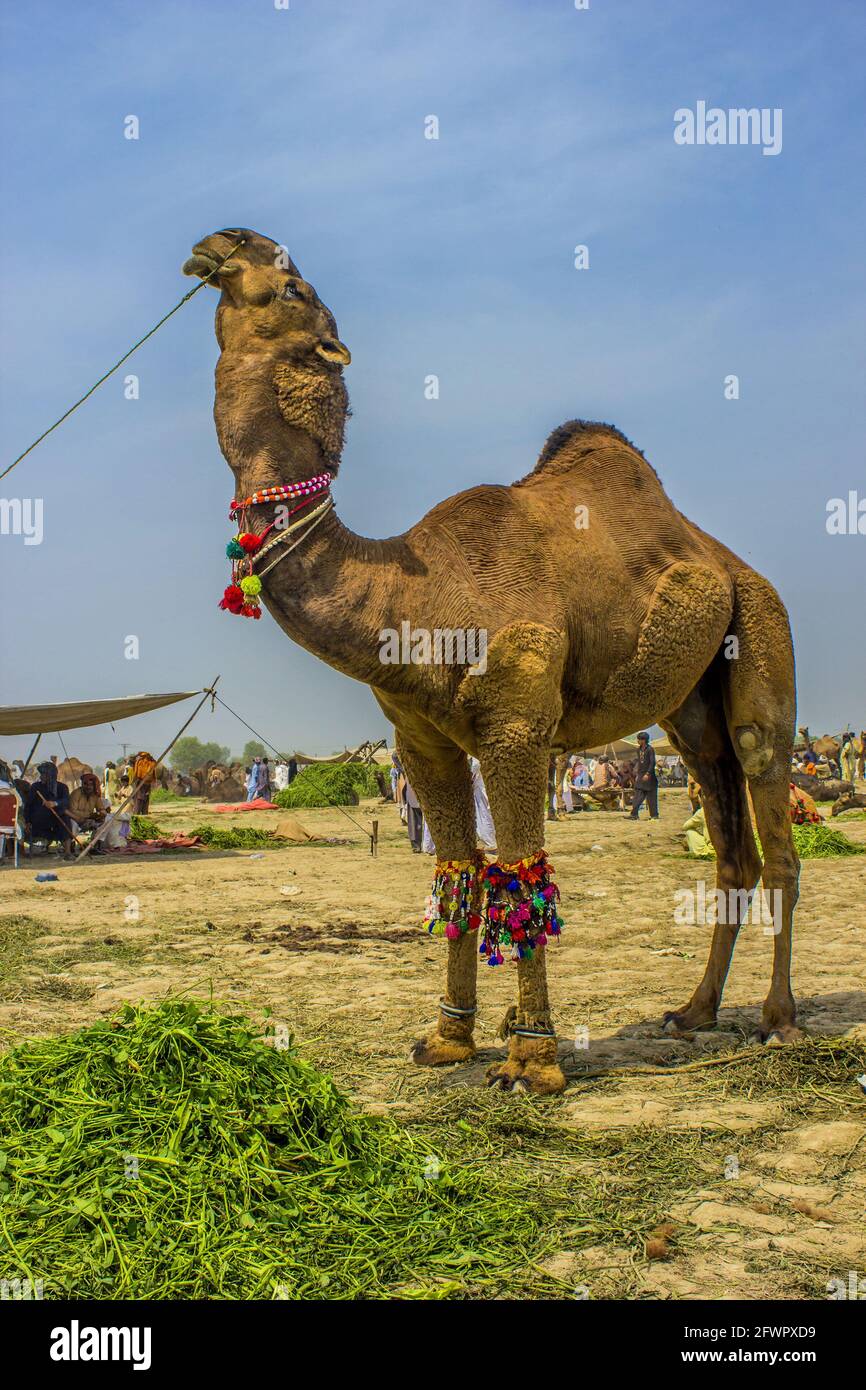SAHIWAL, PAKISTAN - Sep 06, 2018: I have shoot this image in 2018 ...