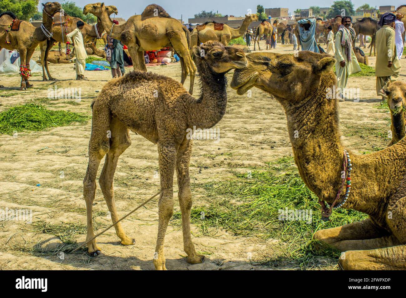 KAMEER SAHIWAL, PAKISTAN - Sep 06, 2018: I have shoot this image in ...