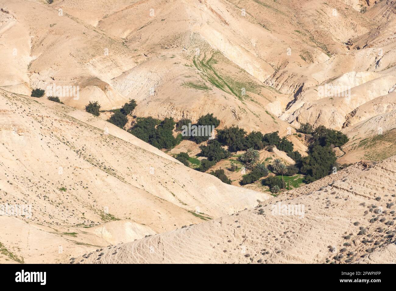 View of an oasis in a valley between the sandy mountains of the Judean ...
