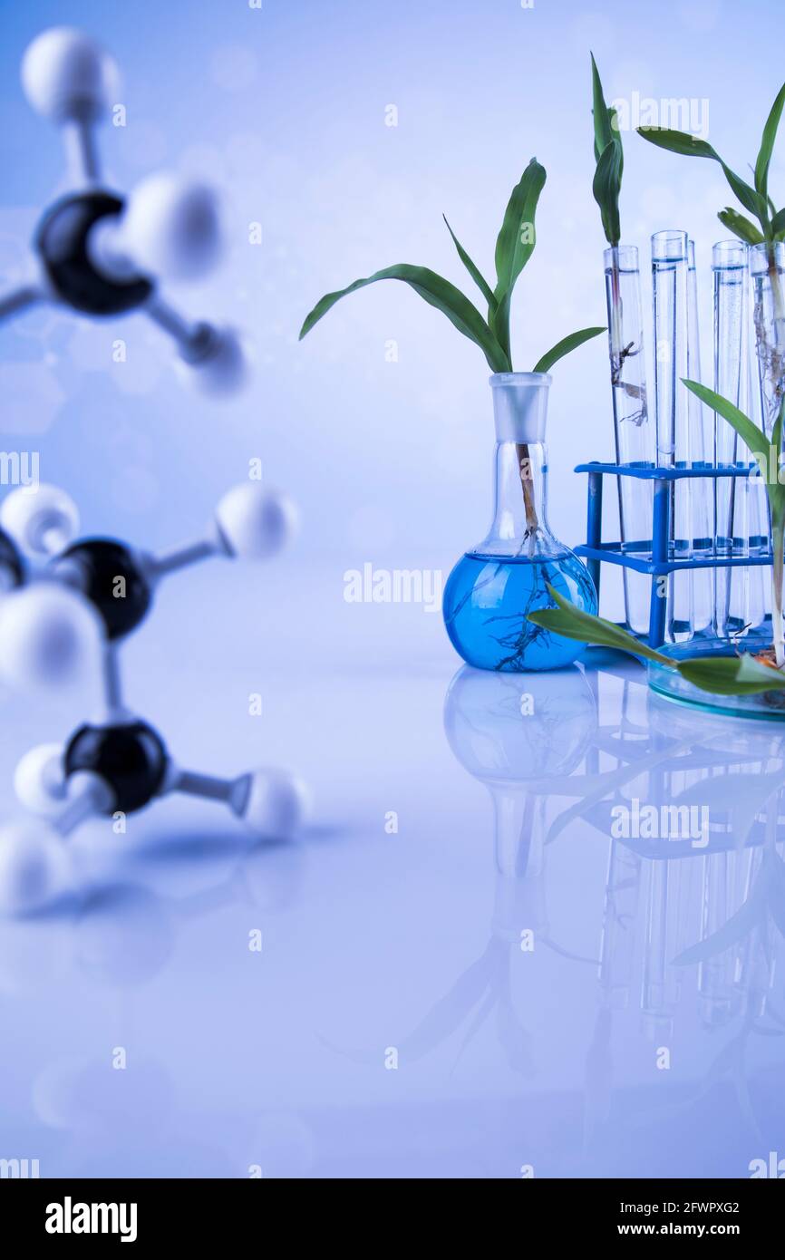 Plant laboratory experimental, Chemical glassware Stock Photo - Alamy