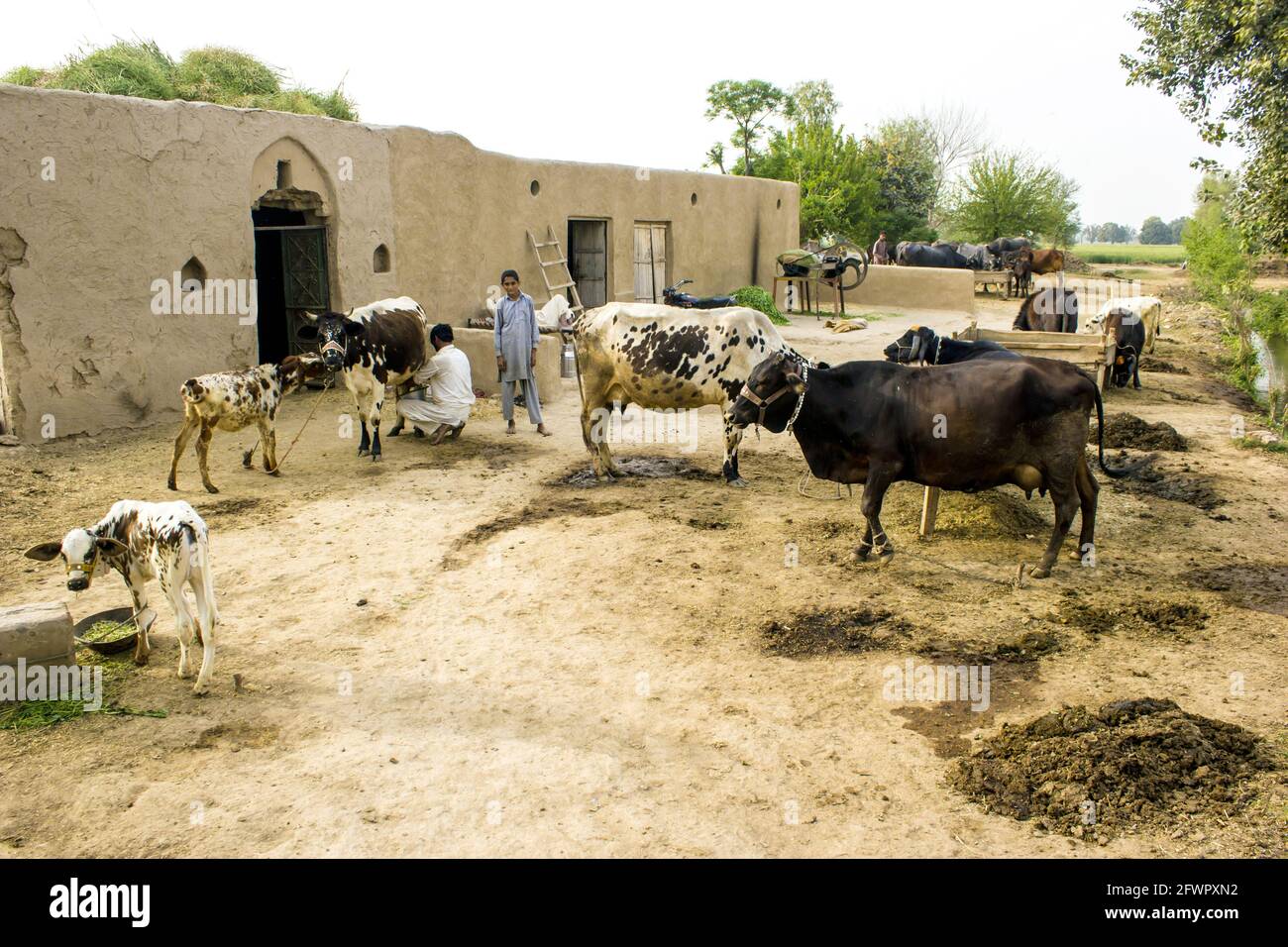 LAHORE, PAKISTAN - Nov 06, 2018: I have shoot this image near Okara ...