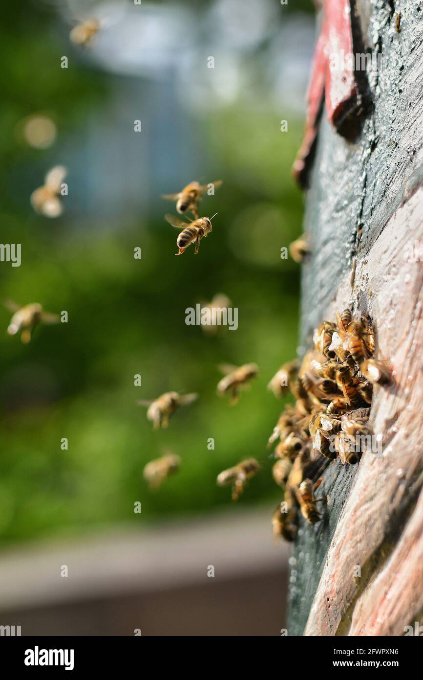 Selective focus of a group of bees flying into the beehive Stock Photo - Alamy