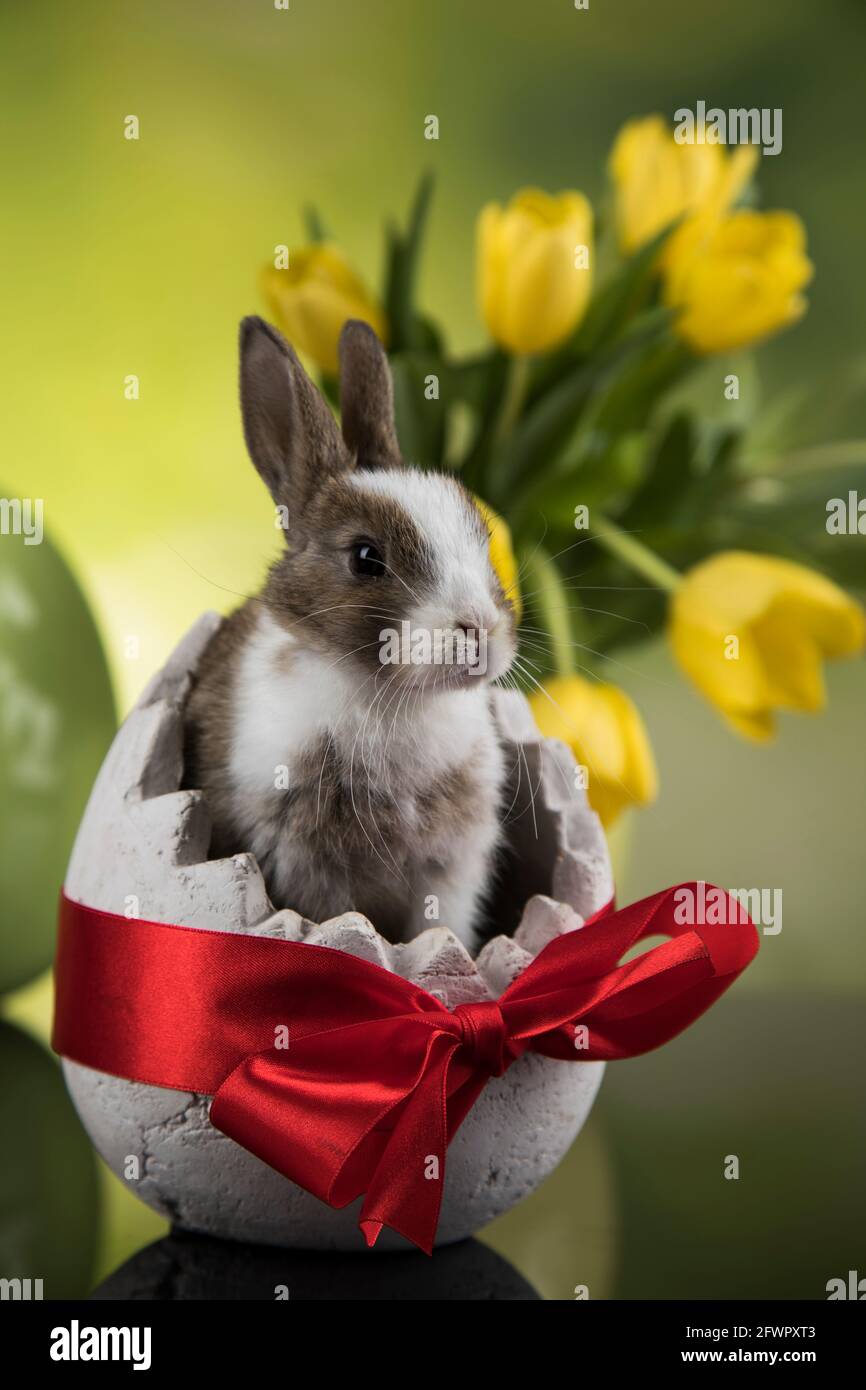 Spring baby bunny, happy easter background Stock Photo - Alamy