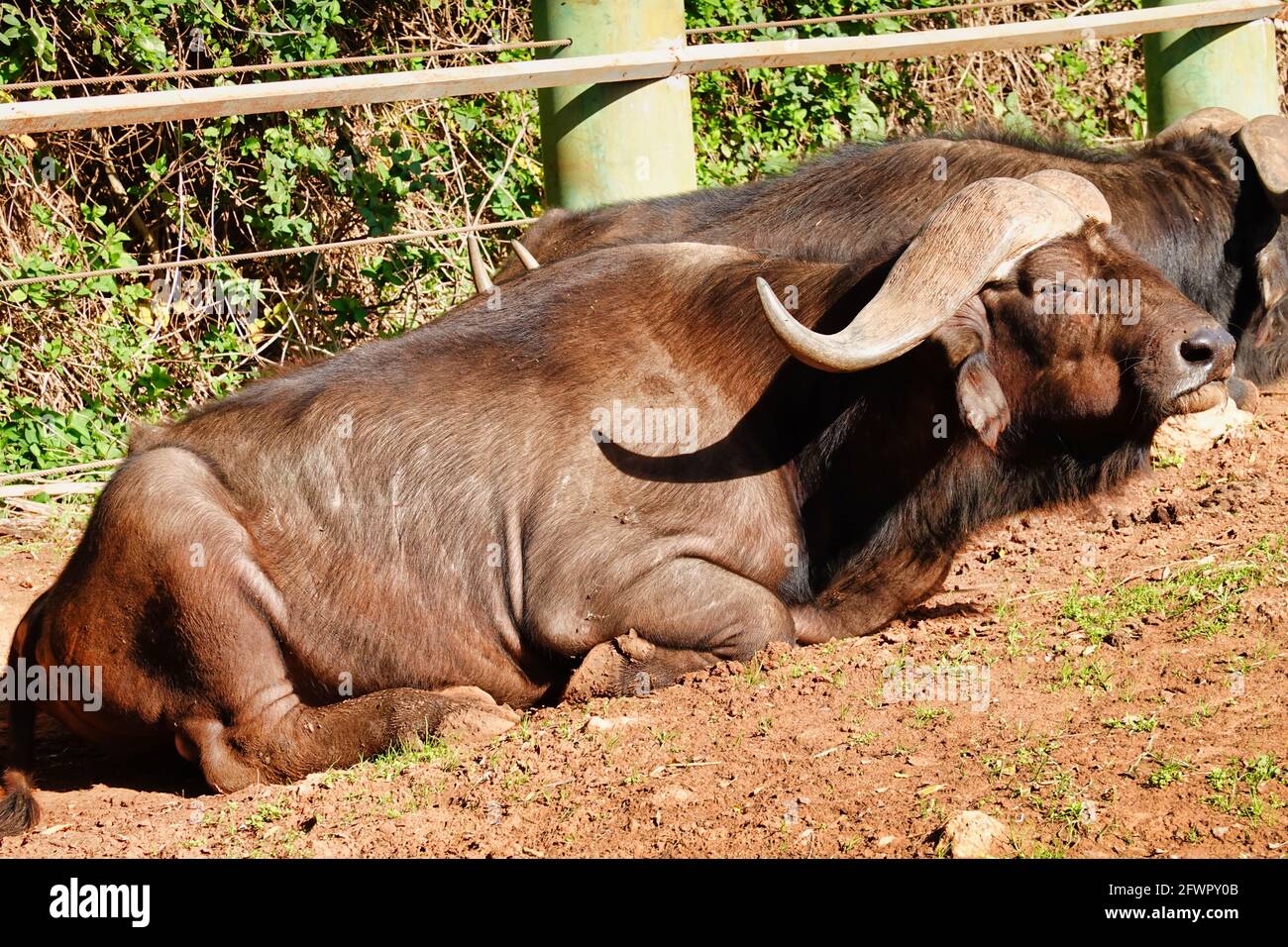 African buffalo lying down on the ground under sunlight Stock Photo - Alamy