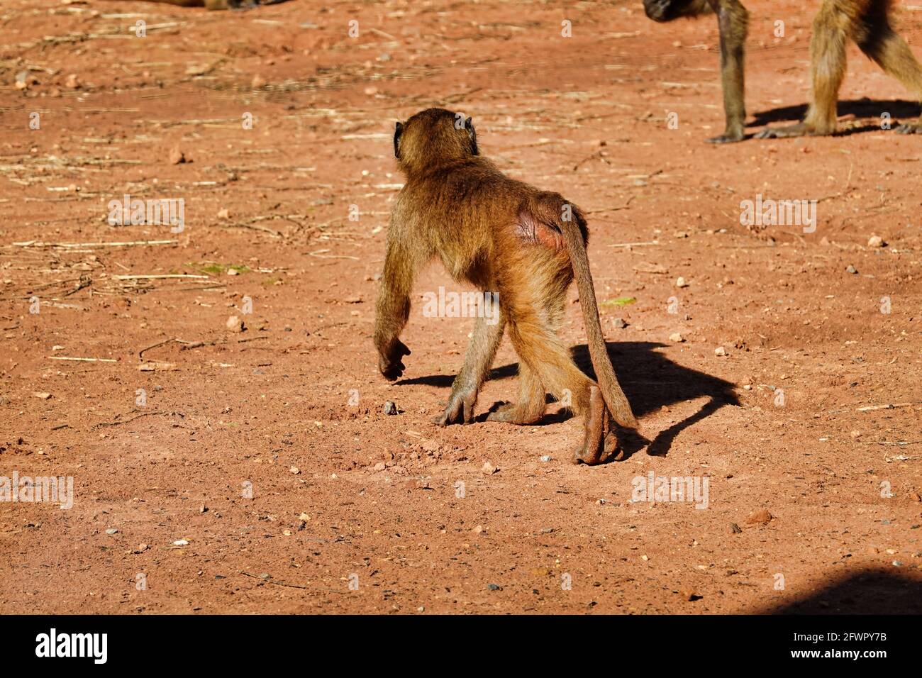 Monkey on rear legs hi-res stock photography and images - Alamy