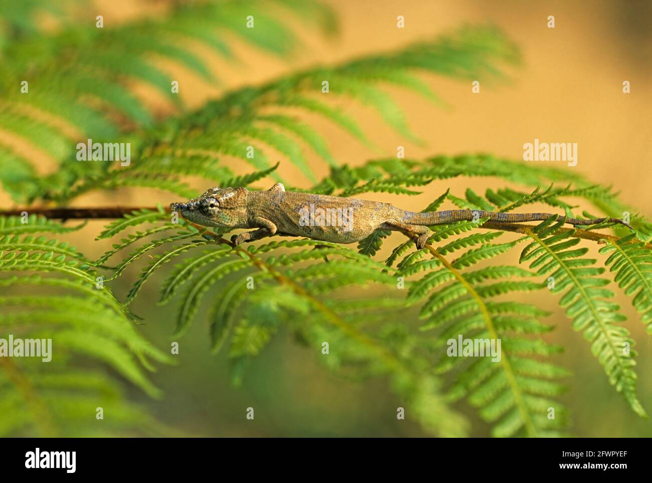 Blue Nosed Chameleon Calumma boettgeri Madagascar RE000134 Stock Photo ...