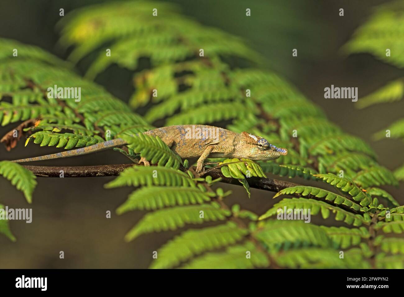 Blue Nosed Chameleon Calumma boettgeri Madagascar RE000135 Stock Photo ...