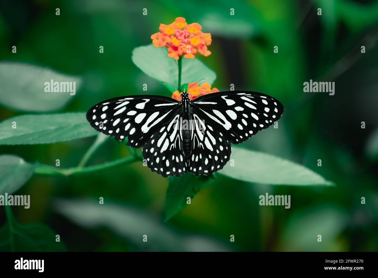 Common Mime High Resolution Stock Photography and Images - Alamy