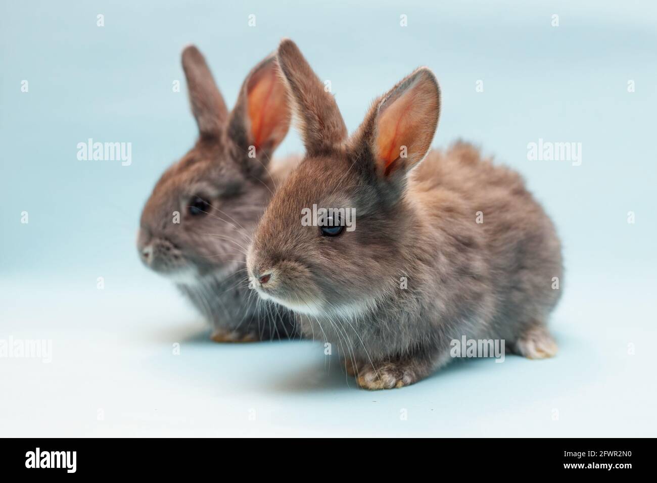 a two little rabbit on a blue background Stock Photo - Alamy