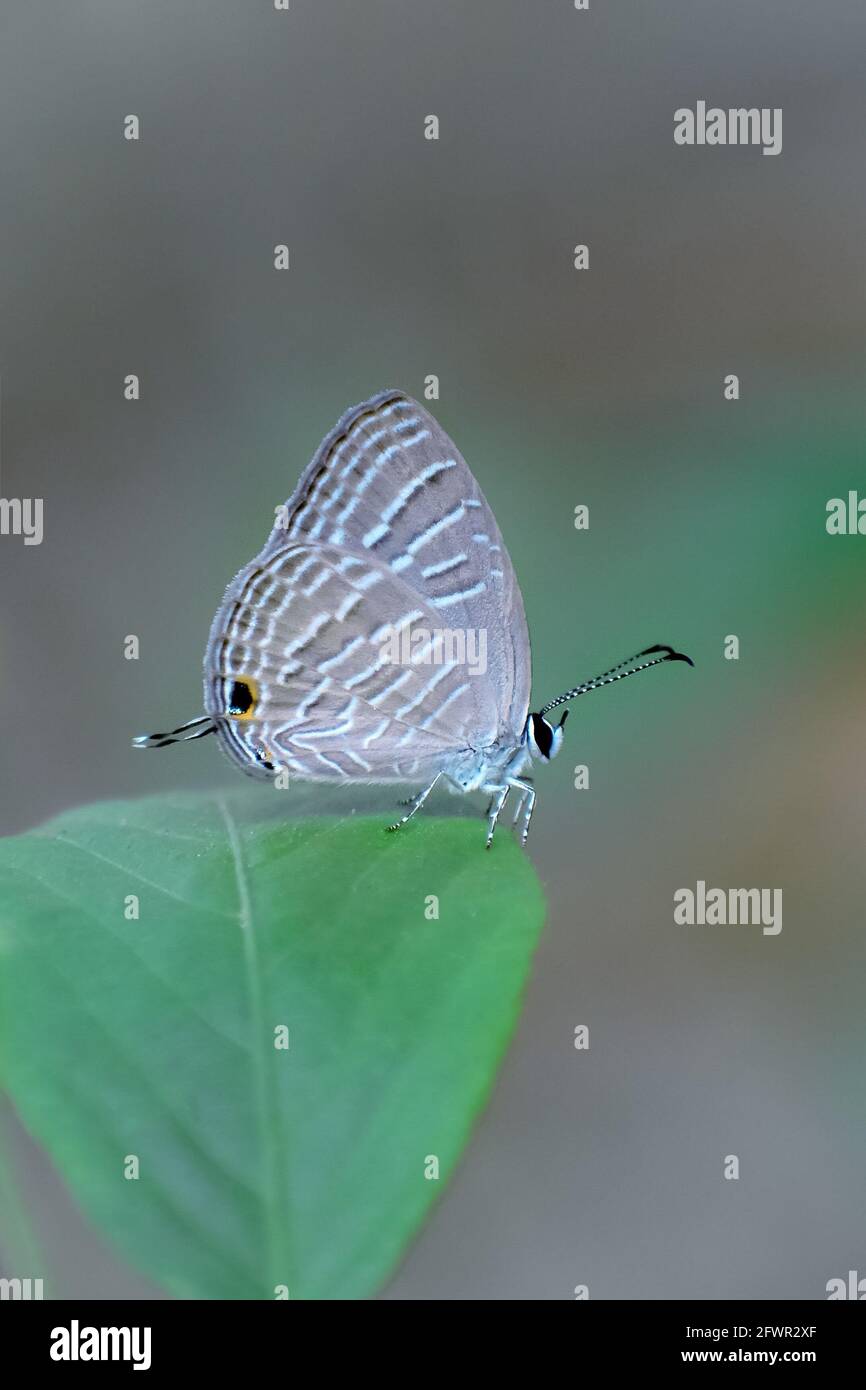 Jamides High Resolution Stock Photography and Images - Alamy