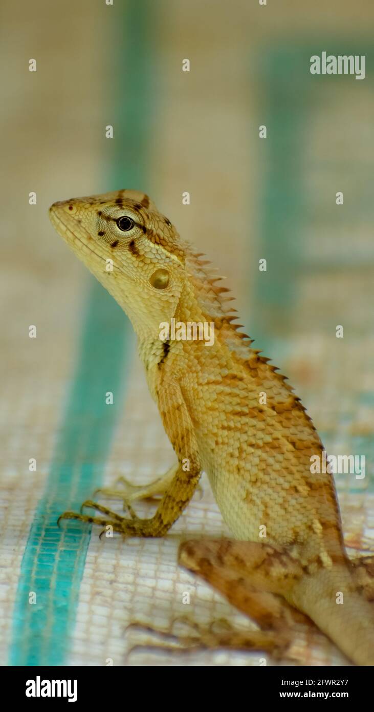 Lizard lizards zoology hi-res stock photography and images - Alamy
