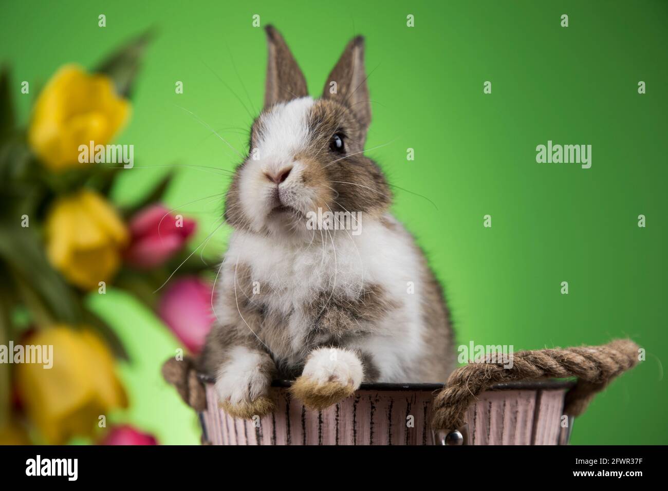 Spring baby bunny, happy easter background Stock Photo - Alamy