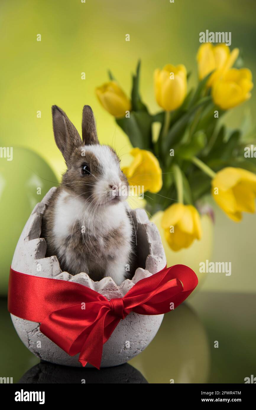 Spring baby bunny, happy easter background Stock Photo - Alamy