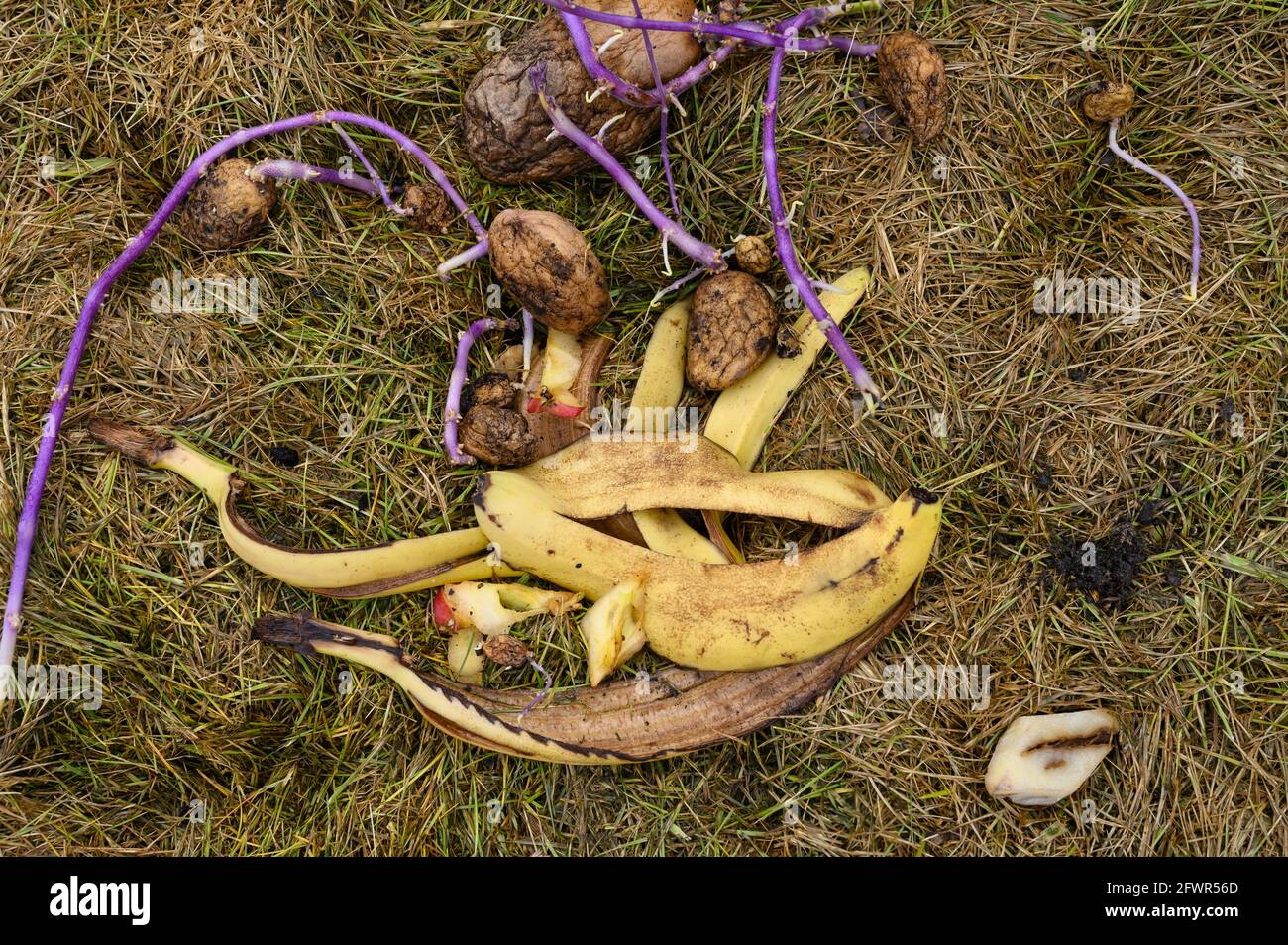 Domestic Food Waste High Resolution Stock Photography and Images - Alamy