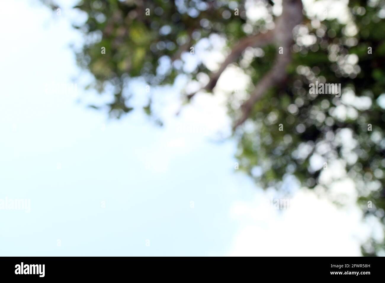 defocused background of a green tree photo Stock Photo - Alamy