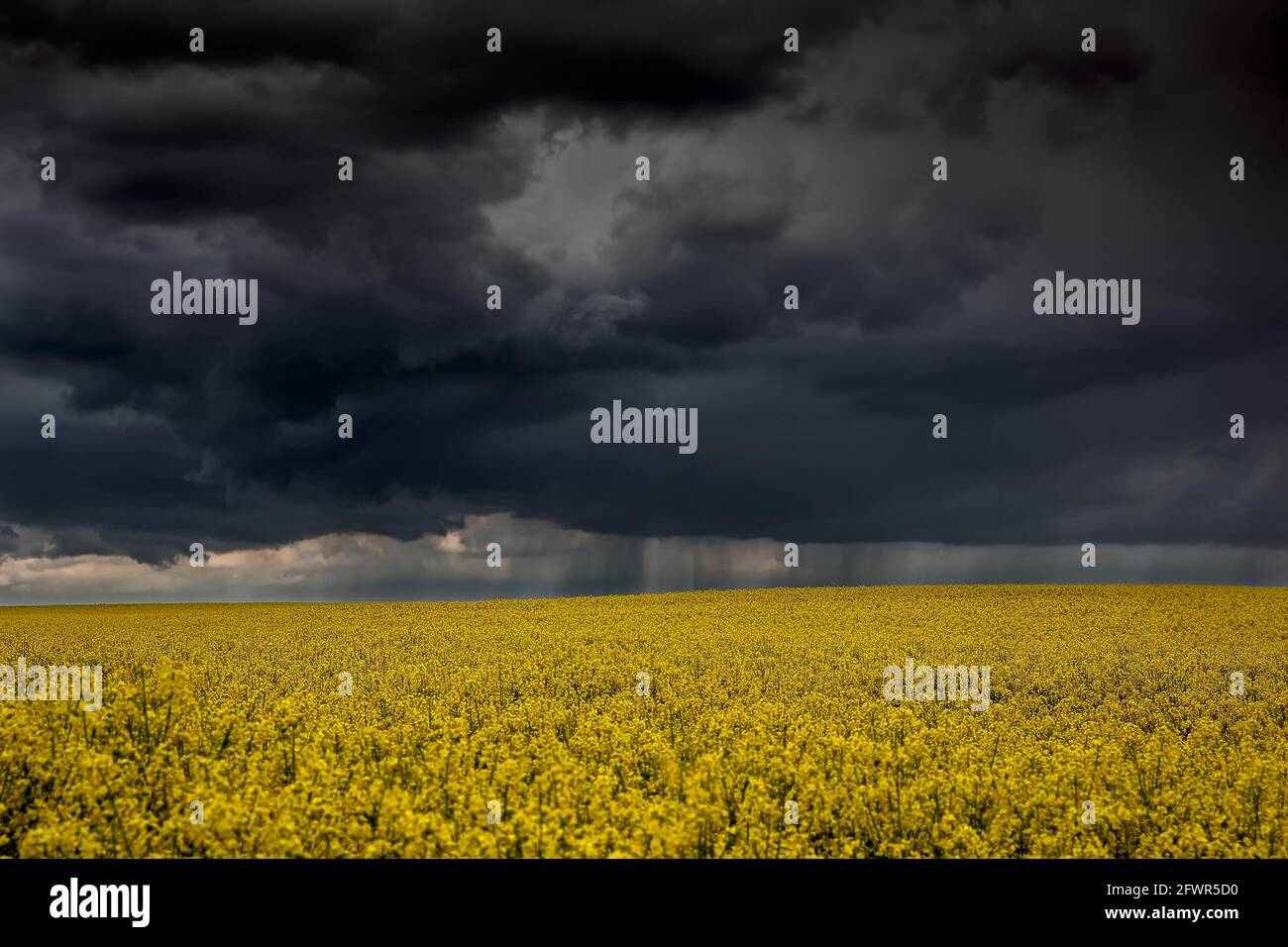 Rapeseed field germany hi-res stock photography and images - Alamy