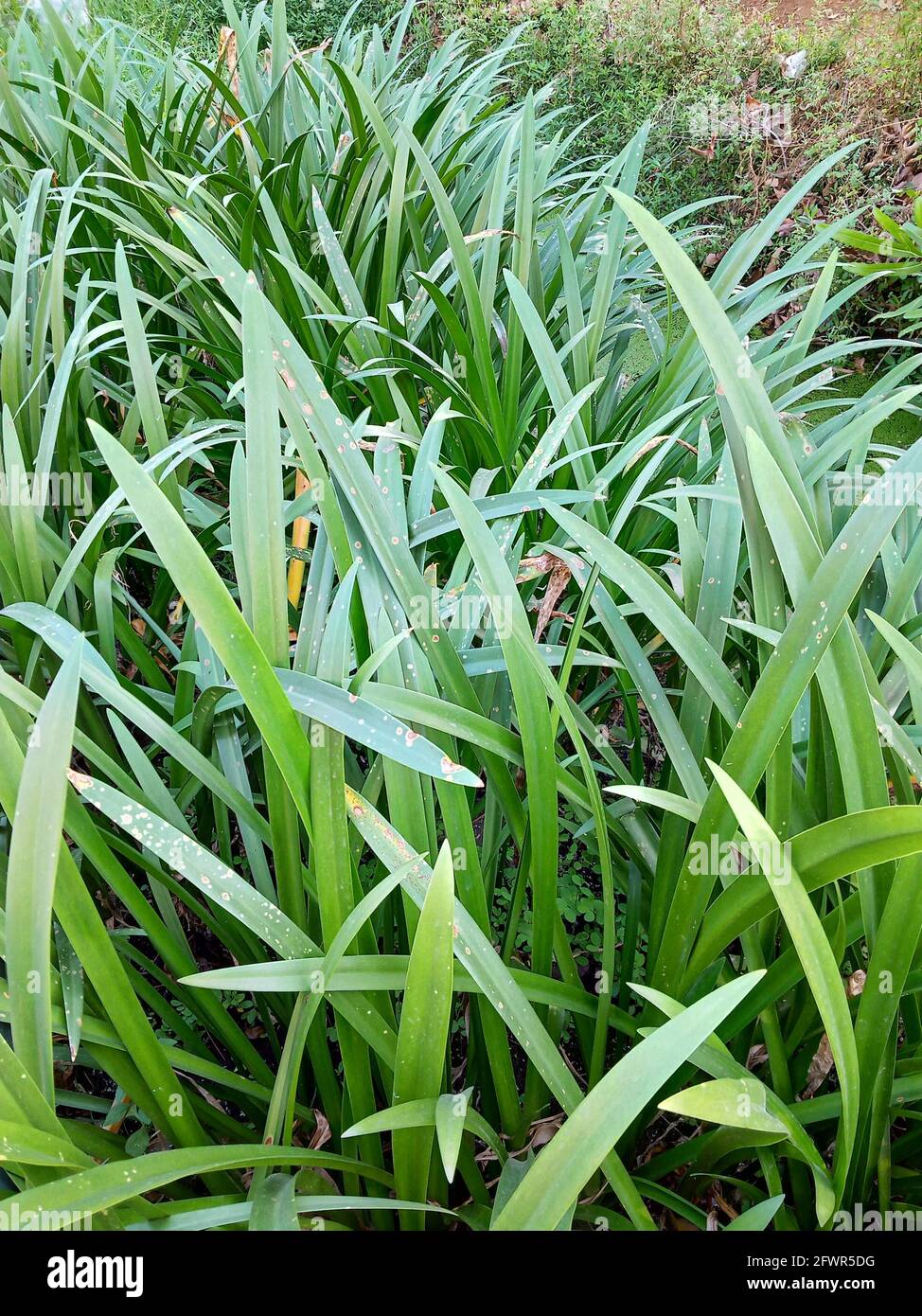 Ornamental border vector hi-res stock photography and images - Alamy